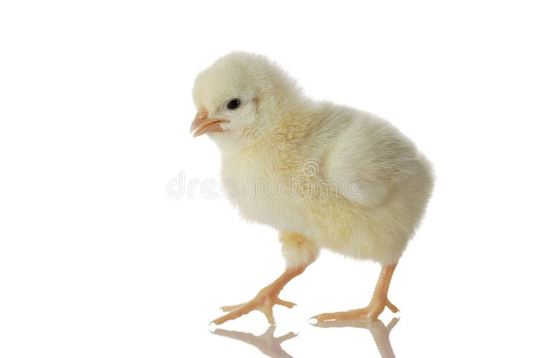 1,715 Chicken Run Fancaps Stock Photos - Free & Royalty-Free Stock ...