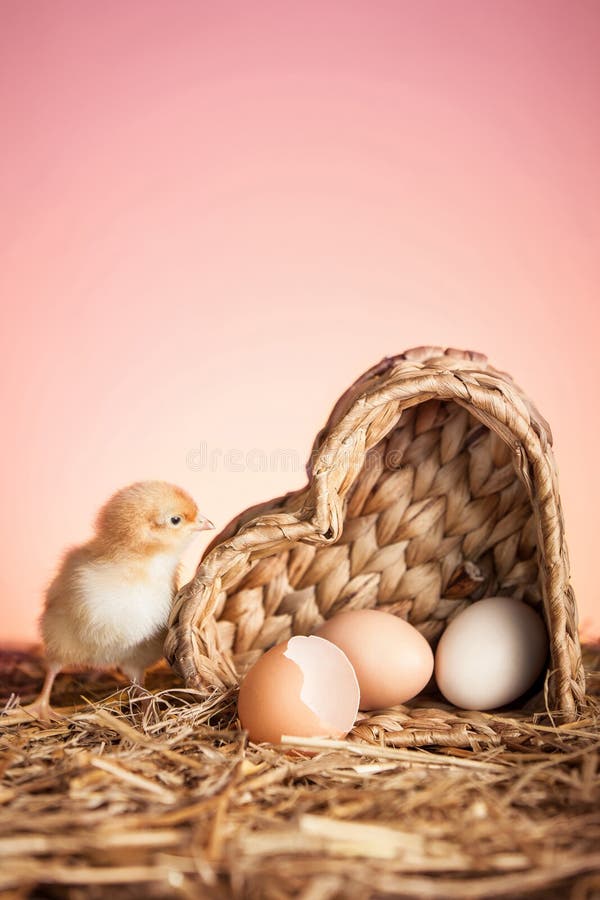 Baby chicken stock image. Image of offspring, pink, fragility - 37981369