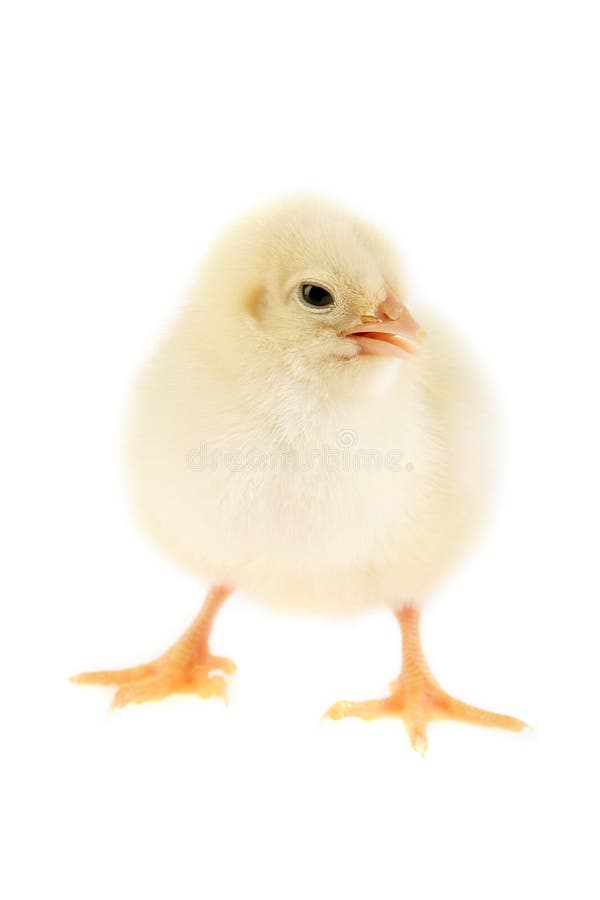 Baby chicken stock photo. Image of celebratory, remote - 5067812