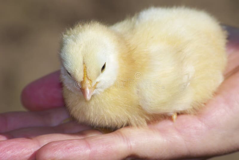 Baby Chicken stock image. Image of bird, newborn, baby - 9263027