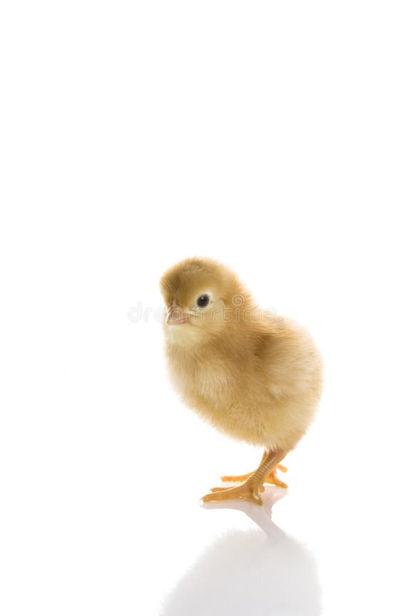 6,033 Baby Chicken Shell Stock Photos - Free & Royalty-Free Stock ...