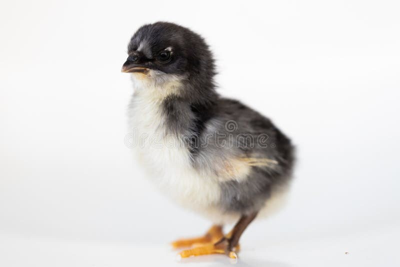 A baby chicken stock photo. Image of agriculture, livestock - 238181764