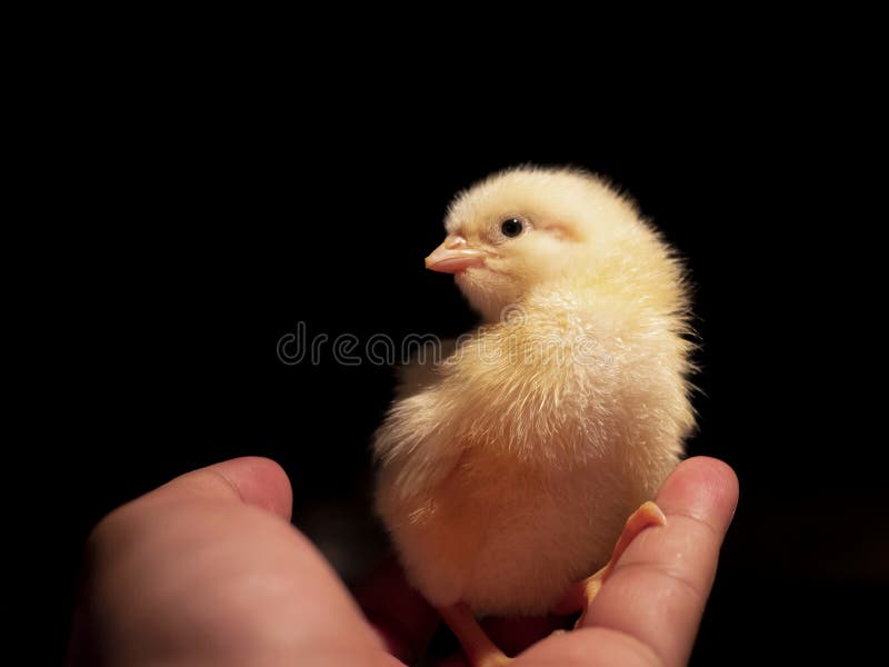 Chicken Stand on the Woman Hand Stock Photo - Image of animal, care ...