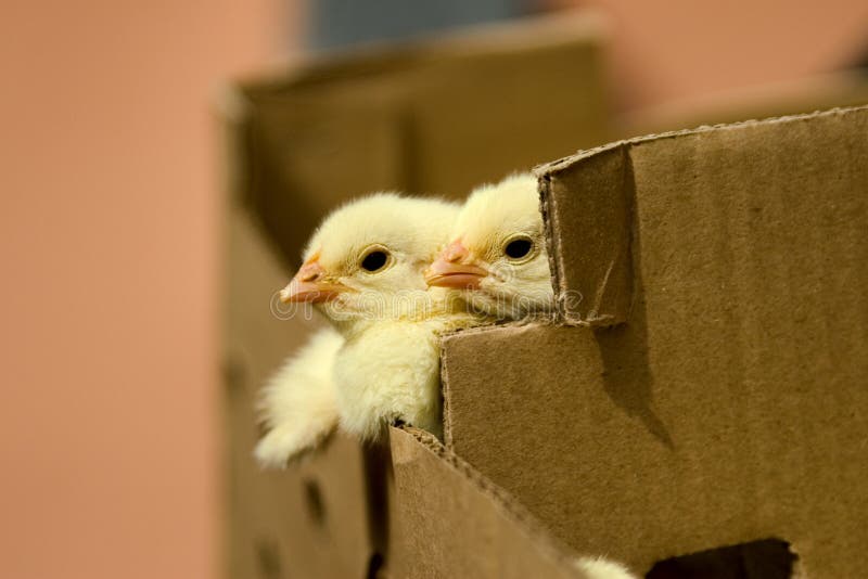 New-born chick stock image. Image of individuality, chicken - 1913259