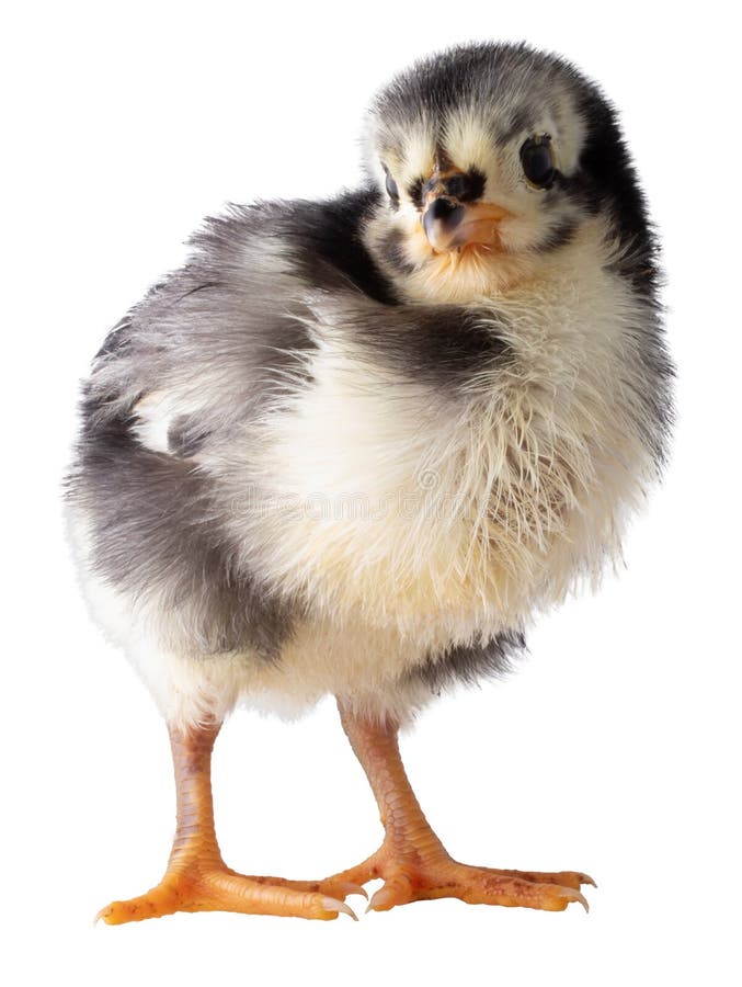 Baby Chicken Chick Looking at the Camera Stock Photo - Image of feet ...