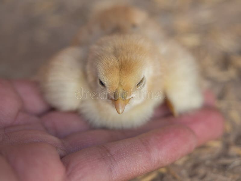 Baby chicken stock photo. Image of farm, colored, animal - 86397384