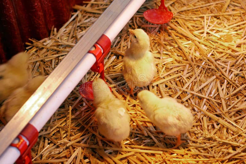 Baby chicken stock image. Image of agriculture, fluffy - 31154003