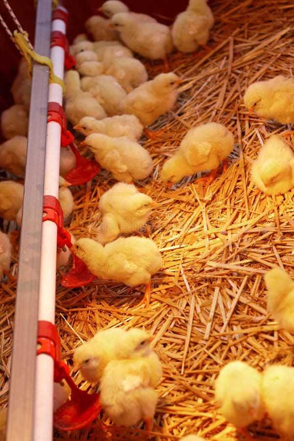Baby chicken stock photo. Image of agriculture, aviculture - 31154096
