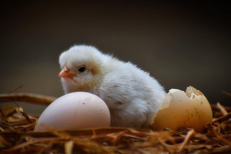 Hen with Her Baby Chicken,beautiful Hen,hen Playing with Her Chick ...