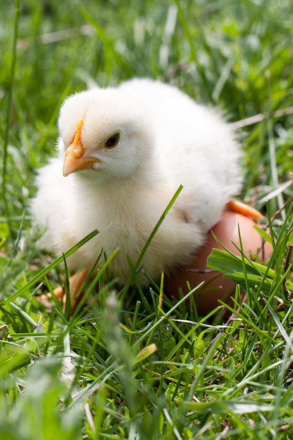Baby Chicken with Egg in the Green Grass Stock Photo - Image of ...