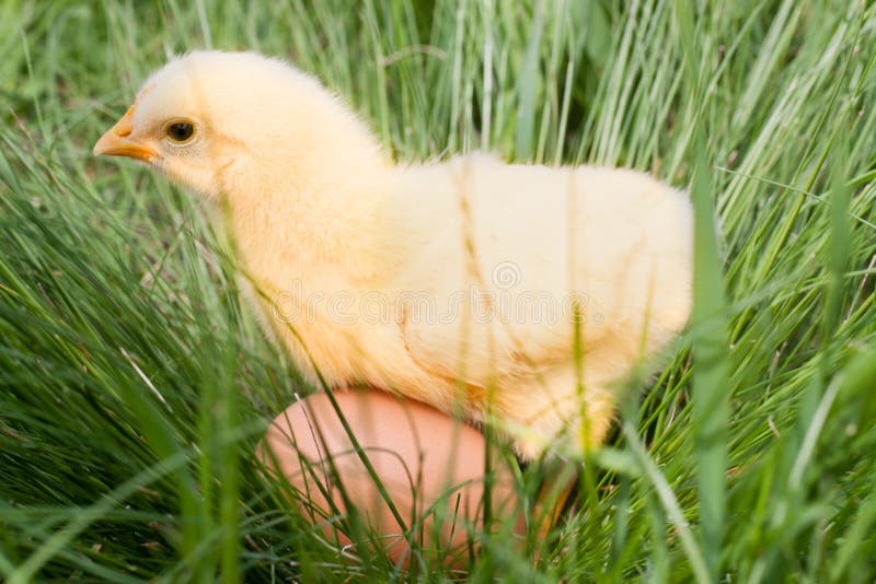 Baby Chicken with Egg in the Green Grass Stock Photo - Image of poultry ...