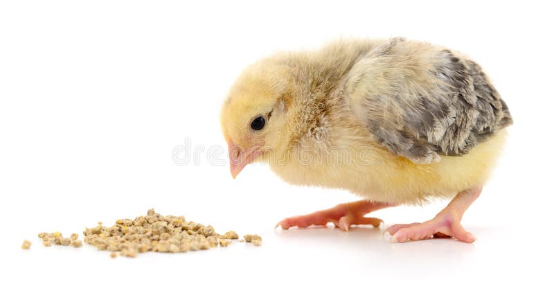 Baby chicken having a meal stock photo. Image of newborn - 306923946