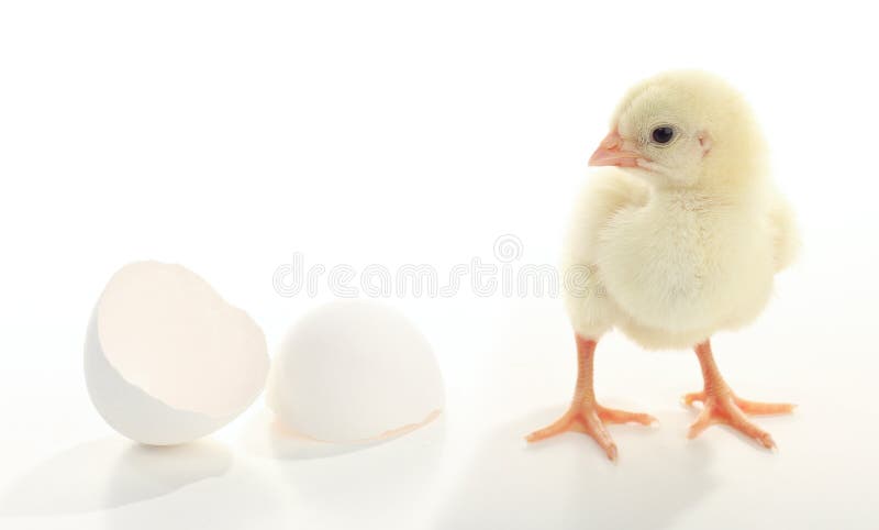 Baby chicken just born stock photo. Image of adorable - 15164872
