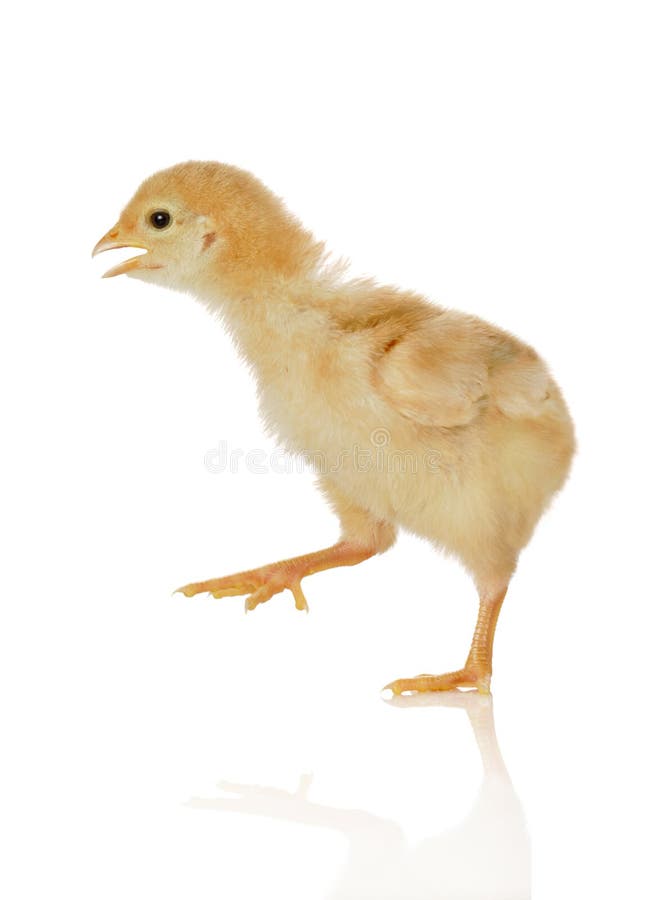 Baby chicken having a meal stock photo. Image of cute - 3552378