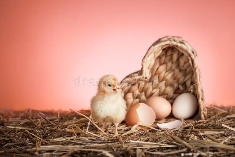 Baby chicken in nest stock image. Image of season, hatching - 37981429