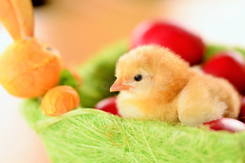 One Day Old Chickens Stock Photos - Free & Royalty-Free Stock Photos ...