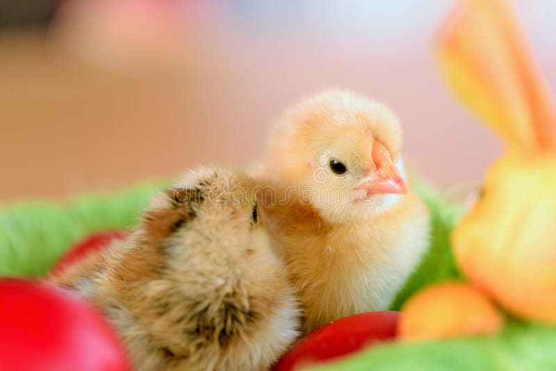 Baby chicken stock photo. Image of life, little, ecological - 51433218