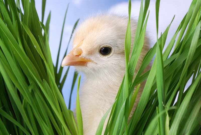 Sad Baby stock photo. Image of hurt, playpen, long, toothache - 1578986