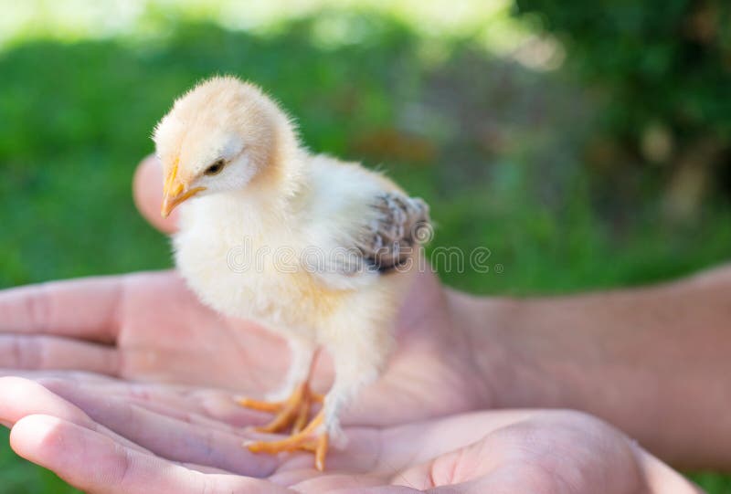 340 Baby Chicken Human Hands Stock Photos - Free & Royalty-Free Stock ...