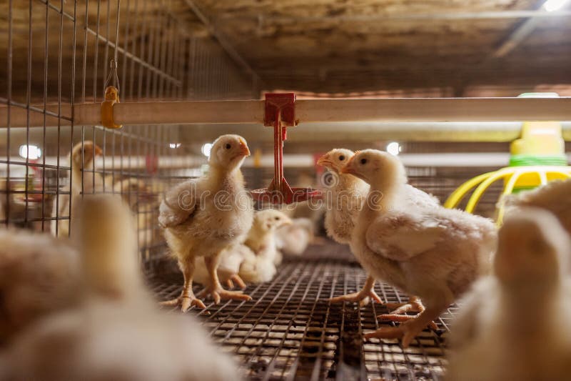 Baby Chicken in Poultry Farm Stock Image - Image of beak, heat: 85400353