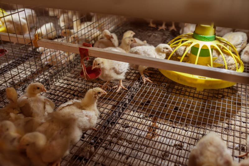 Baby Chicken in Poultry Farm Stock Photo - Image of bulb, chicken: 85400362