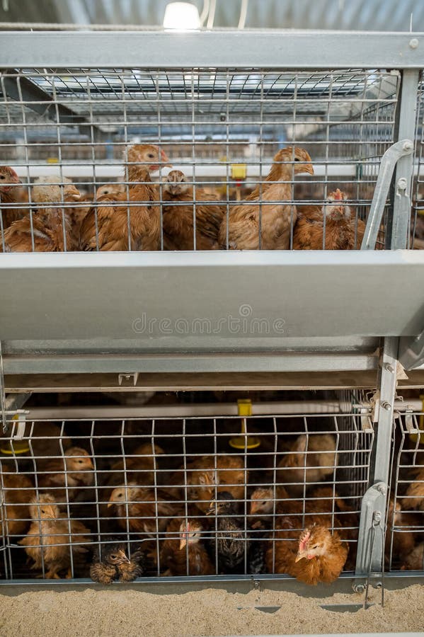 Baby Chicken in Poultry Farm Stock Photo - Image of interior, baby ...