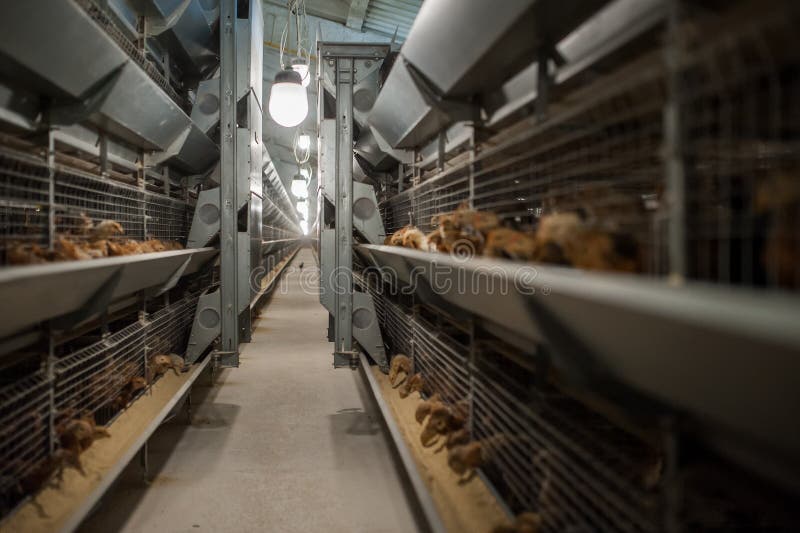 Chicken Fighting Farm stock image. Image of chicken, asis - 9498423