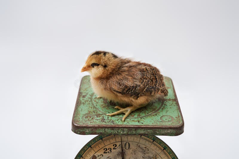 Baby Chicken on Scale stock photo. Image of easter, animal - 179158474