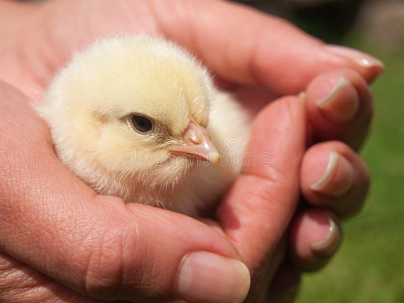Baby Chicken Sitting in Human Hands Stock Image - Image of farming ...