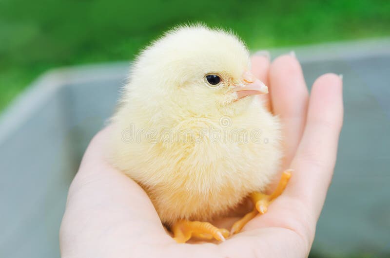 Baby Chicken Sitting in Human Hands Stock Image - Image of adorable ...