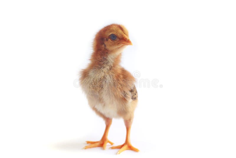 Baby chicken - Stock Image stock image. Image of family - 45368573