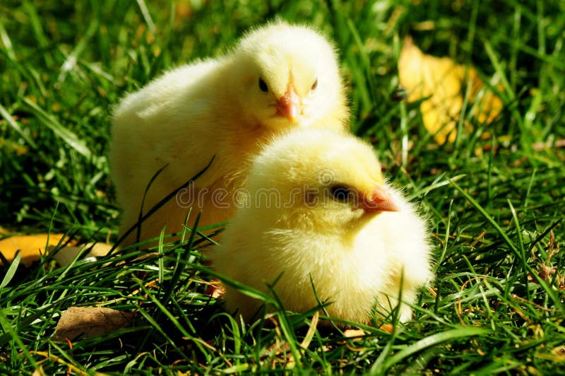 Baby chicken stock image. Image of small, baby, fragile - 69821073