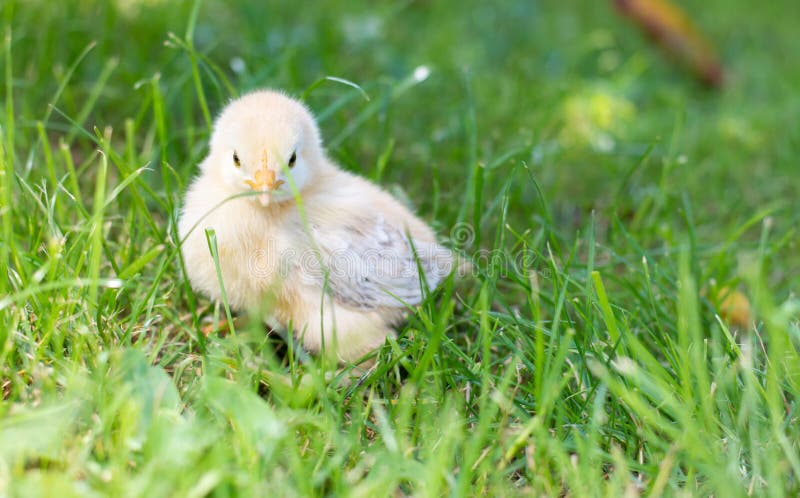 624 Baby Chicken Walking Grass Stock Photos - Free & Royalty-Free Stock ...