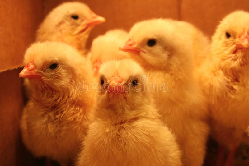 Baby chickens stock photo. Image of food, peep, grow, poultry - 1563978
