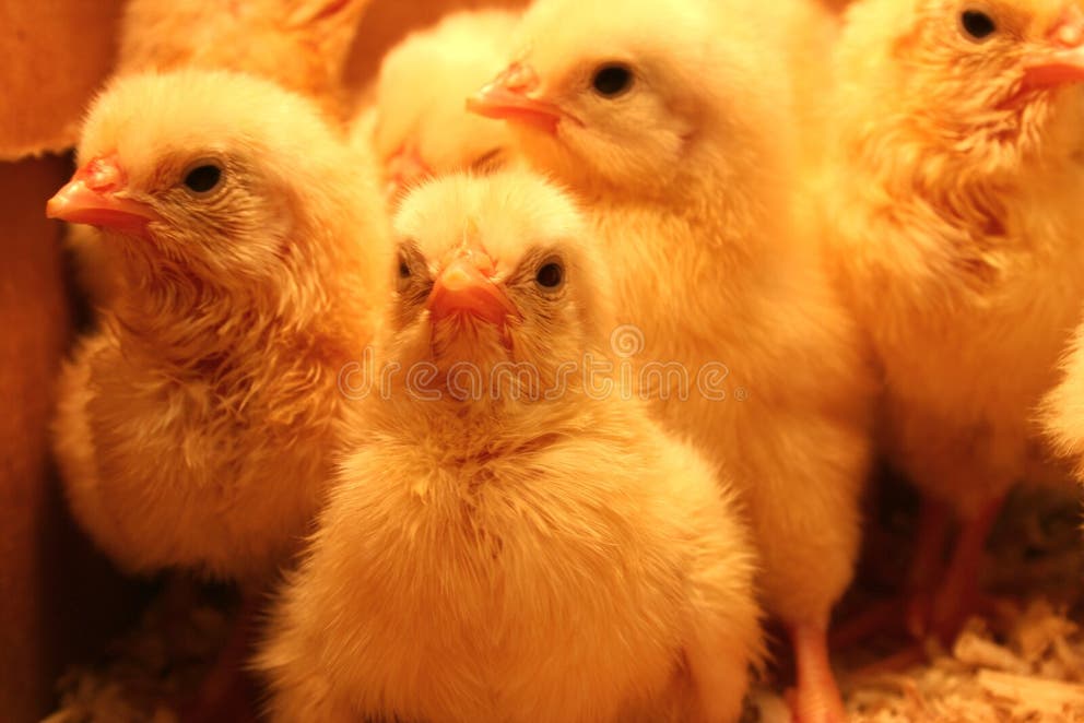 Baby chickens stock photo. Image of chickling, nurture - 1563982