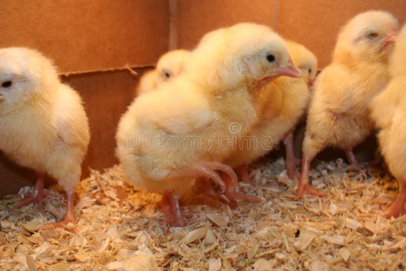 Baby chickens stock image. Image of fluff, wings, nurture - 1563987