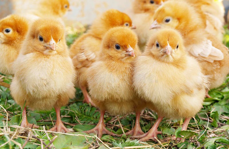 Baby Chickens stock image. Image of fluffy, week, young - 19791491
