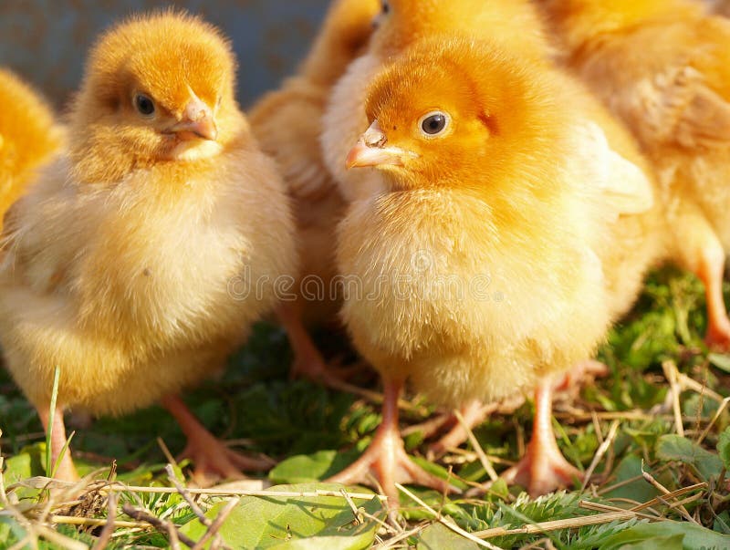 Baby Chickens stock image. Image of fluffy, week, young - 19791491