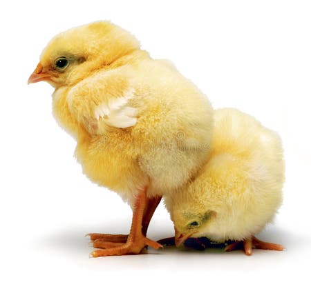 11,178 Baby Chickens Stock Photos - Free & Royalty-Free Stock Photos ...
