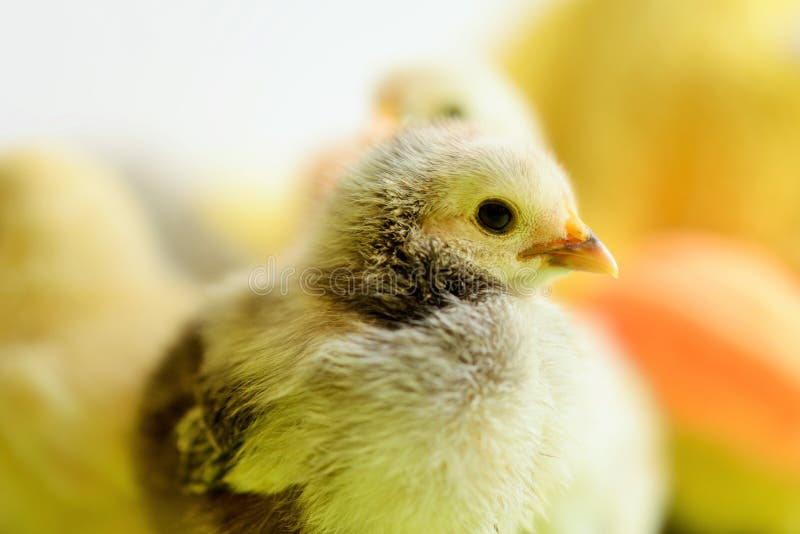 Baby chickens stock image. Image of green, closeup, animal - 69678551