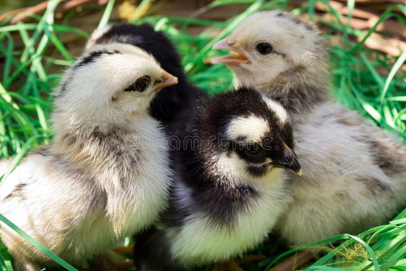 Three Cute Brown Chickens On Grass Stock Image - Image of farm, garden ...