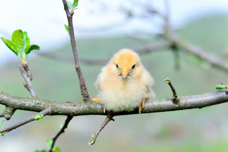 Baby chickens stock image. Image of green, closeup, animal - 69678551