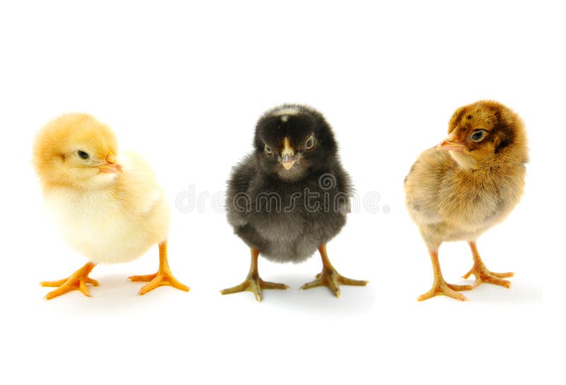 Baby Chicks on a Barn Floor Stock Image - Image of beak, easter: 218655265