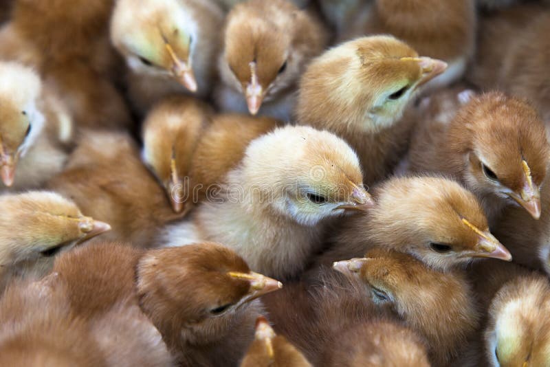 Baby chicks stock image. Image of baby, life, lovely - 24981909