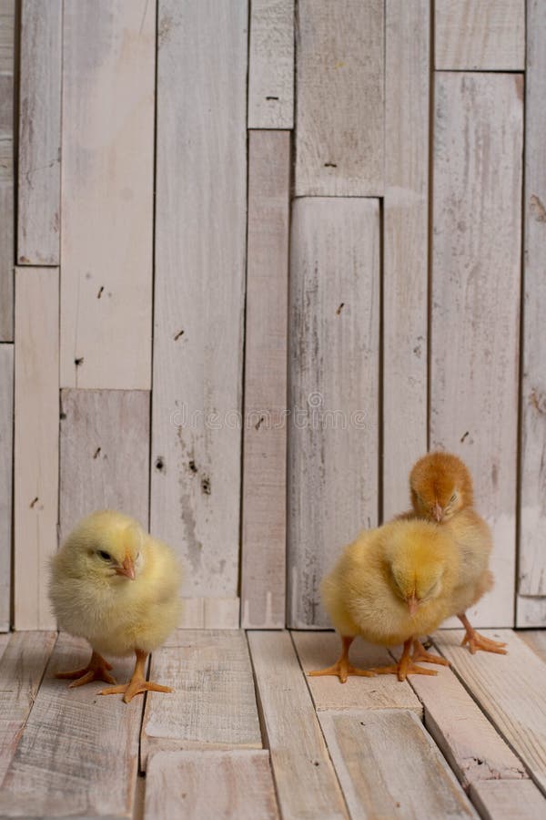 Baby Chicks on a Barn Floor Stock Image - Image of hatch, agriculture ...