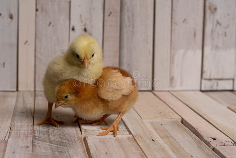 Baby Chicks on a Barn Floor Stock Image - Image of hatchery, little ...