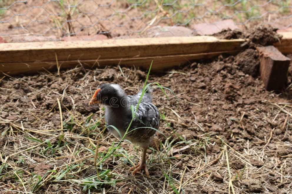 Baby Chicks Exploring Outside Stock Image - Image of closeup, brown ...