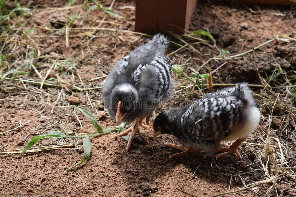 Baby Chicks Exploring Outside Stock Photo - Image of chick, animals ...