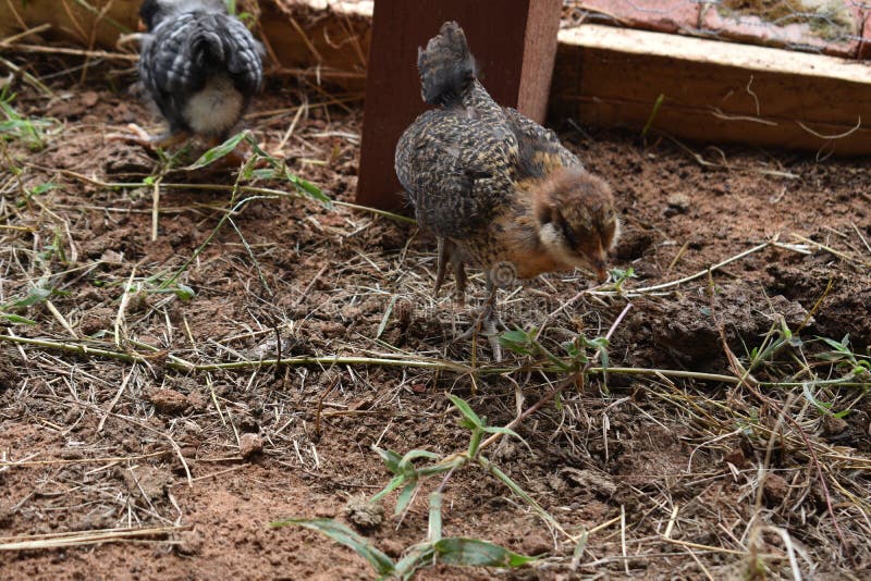 Baby Chicks Exploring Outside Stock Image - Image of chickens, animals ...