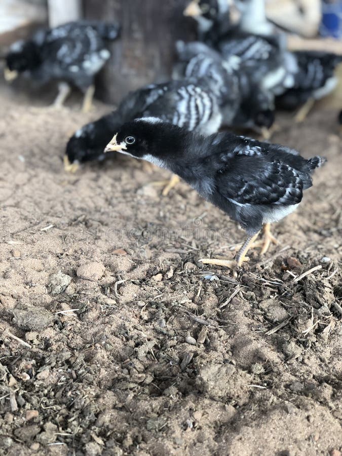Baby Chicks Exploring Outside Stock Photo - Image of farm, funny: 124473832
